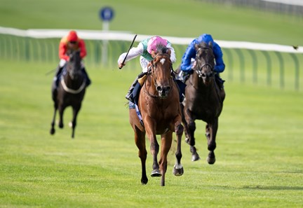 Nostrum (GB) - Horse Profile - BloodHorse