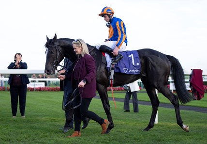 Auguste Rodin (IRE) - Horse Profile - BloodHorse