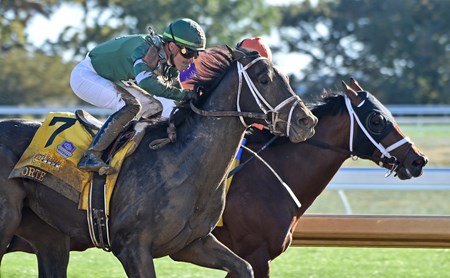 Forte - Horse Profile - BloodHorse