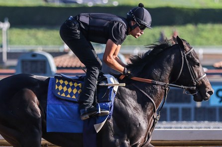 Hejazi - Horse Profile - BloodHorse