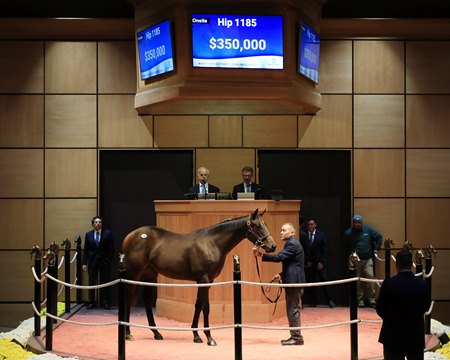 Liam's Map Colt Sells for $350K on Day 3 at F-T Oct. - TrueNicks.com