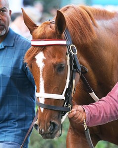 Rich Strike - Horse Profile - BloodHorse