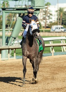 Connie Swingle - Horse Profile - BloodHorse