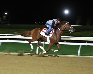 Rich Strike - Horse Profile - BloodHorse