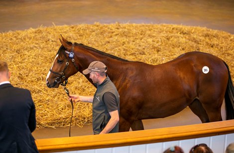 Frankel Colt Fetches Over $2.3M as Tatts Book 1 Closes - BloodHorse