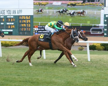 Lord Donegal - Horse Profile - BloodHorse