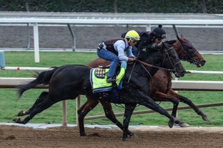 Hejazi - Horse Profile - BloodHorse