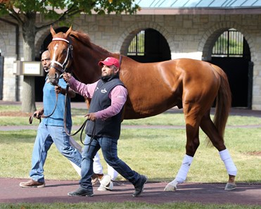 Rich Strike - Horse Profile - BloodHorse