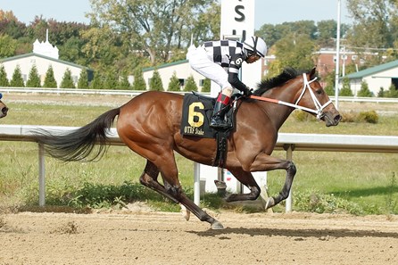 Driven for Success - Horse Profile - BloodHorse
