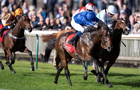 Silver Knott (GB) - Horse Profile - BloodHorse