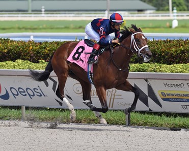 Mr. Ripple - Horse Profile - BloodHorse