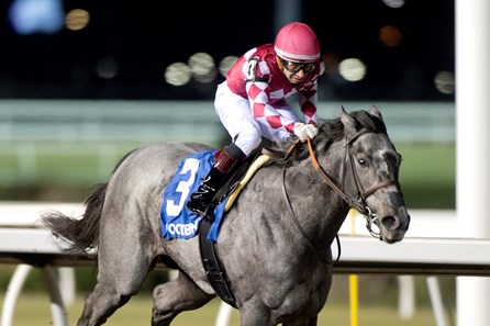 Renegade Rebel - Horse Profile - BloodHorse