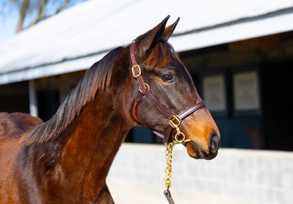 Quality Road - Horse Profile - BloodHorse