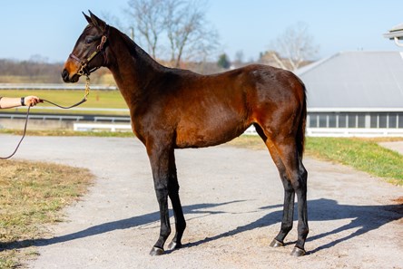 Quality Road - Horse Profile - BloodHorse