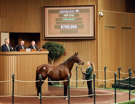 European Mare Zoikes Heads Back Overseas for Jim Ryan - BloodHorse