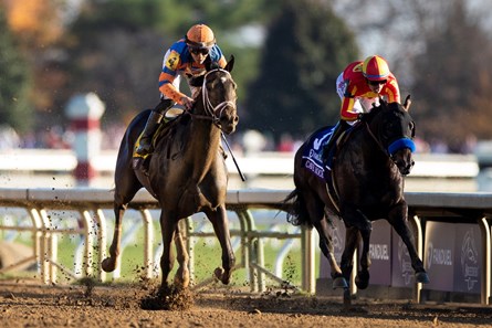 Forte - Horse Profile - BloodHorse