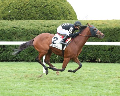 Calumet's Running Bee Generates Buzz in Commonwealth - BloodHorse