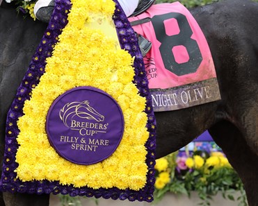 Goodnight Olive - Horse Profile - BloodHorse