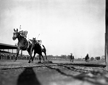 Native Dancer - Horse Profile - BloodHorse