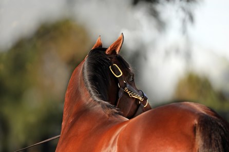 Oscar Performance - Horse Profile - BloodHorse