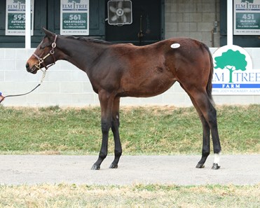 Uncle Mo - Horse Profile - BloodHorse