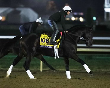 Olympiad - Horse Profile - BloodHorse