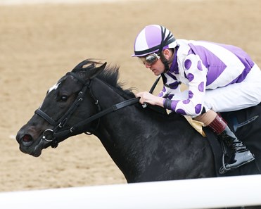 Red Carpet Ready - Horse Profile - BloodHorse