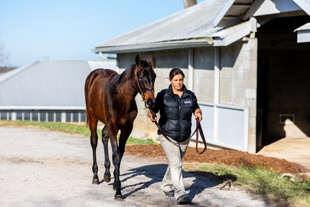 Quality Road - Horse Profile - BloodHorse
