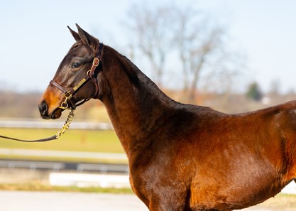 Quality Road - Horse Profile - BloodHorse