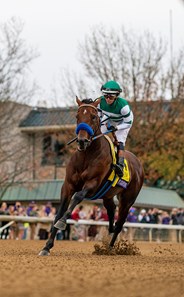 Flightline - Horse Profile - BloodHorse