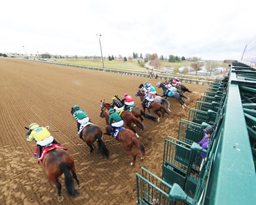 Goodnight Olive - Horse Profile - BloodHorse