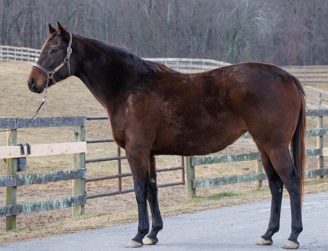 2022 Wanamaker's November Sale Catalog Released - BloodHorse