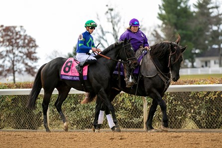 Goodnight Olive - Horse Profile - BloodHorse