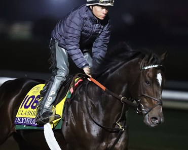 Olympiad - Horse Profile - BloodHorse