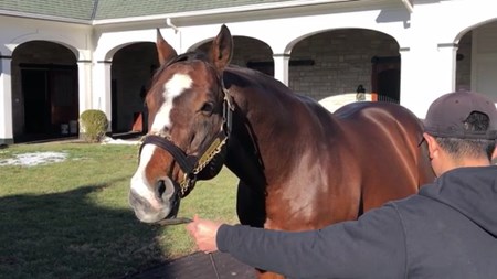 Into Mischief - Horse Profile - BloodHorse