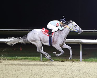 Pure Panic - Horse Profile - BloodHorse