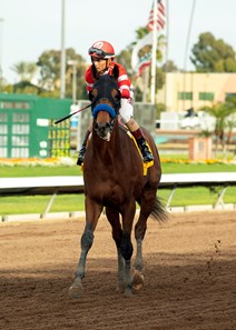 Practical Move - Horse Profile - BloodHorse