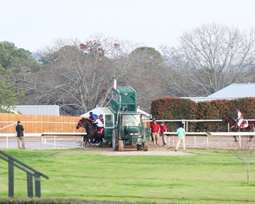 Count de Monet - Horse Profile - BloodHorse