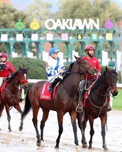 Count de Monet - Horse Profile - BloodHorse