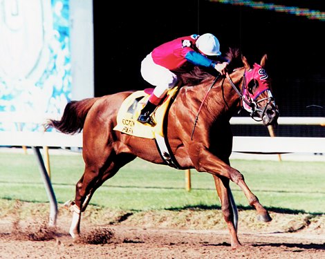 Millionaire Ecton Park Retired to Stud - BloodHorse