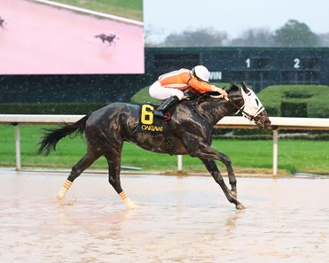 Improbable Journey - Horse Profile - BloodHorse