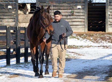 Hertrich Discusses Stallion Choices for Several Mares - BloodHorse