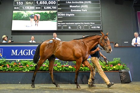 I Am Invincible Colt Tops First Day of Magic Millions - BloodHorse
