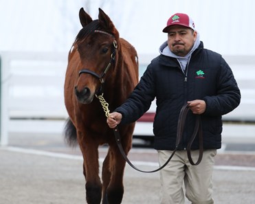 Gun Runner - Horse Profile - BloodHorse