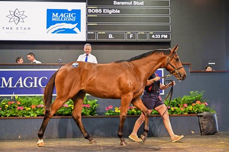 Exceedance Half to Croatian Belle Tops Book 2 Opener - BloodHorse