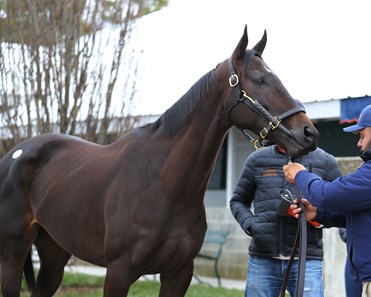 Cityscape (GB) - Horse Profile - BloodHorse
