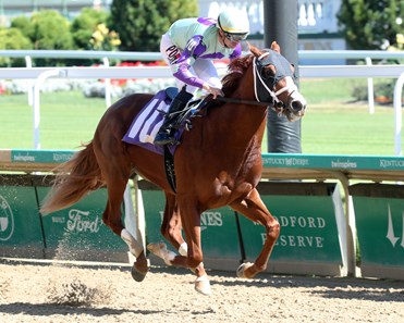 Tapit's Conquest - Horse Profile - BloodHorse