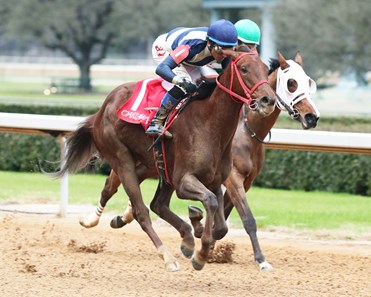 Pate - Horse Profile - BloodHorse