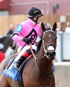 Lovely Ride - Horse Profile - BloodHorse
