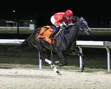 Tammy Tap Tap Tap - Horse Profile - BloodHorse